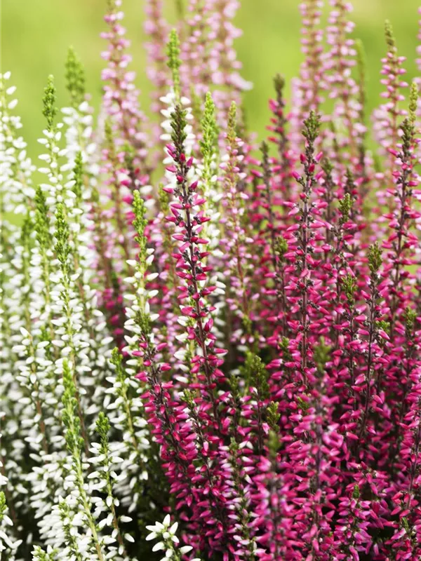 Calluna vulgaris Trio-Girls®, Winterharte Knospenheide Trio-Girls ...