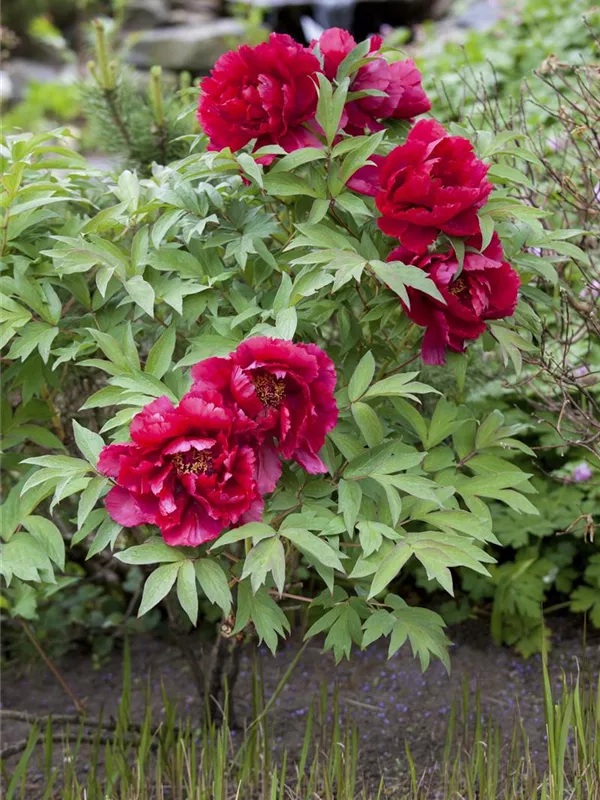 Paeonia lactiflora, rot, Asiatische Pfingstrose - GartenVielfalt