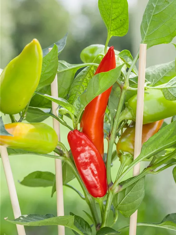 Capsicum annuum Pick & Joy®, Paprika - GartenVielfalt